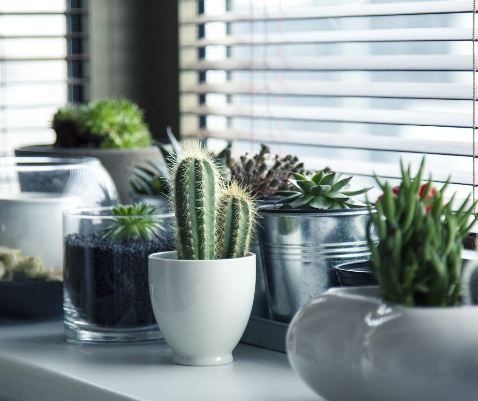 potted plants – Moon Township Public Library