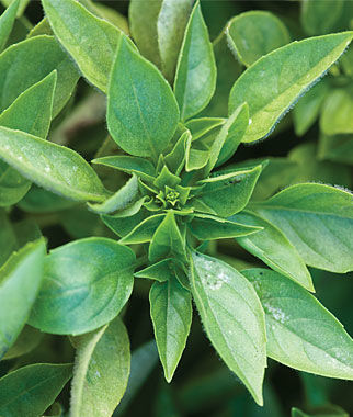 basil-greek – Moon Township Public Library