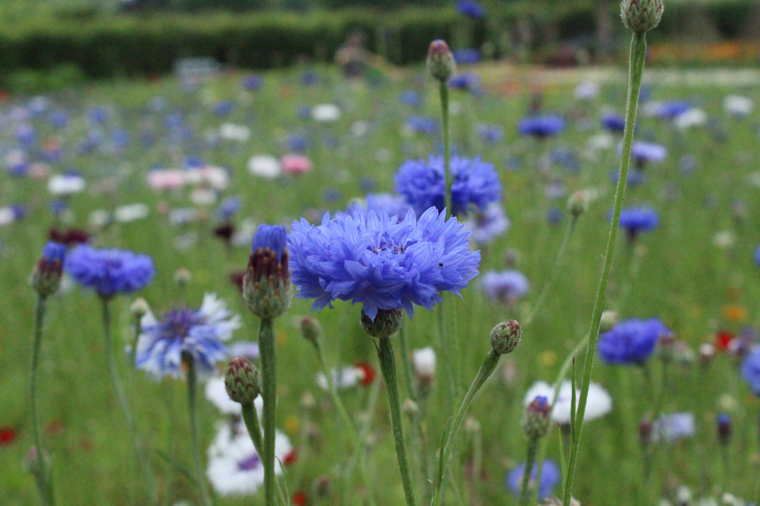 Cornflower-Blue-scaled-1 – Moon Township Public Library
