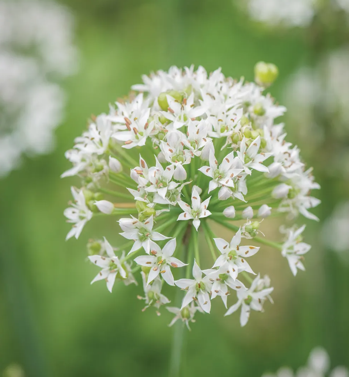 chive-garlic – Moon Township Public Library