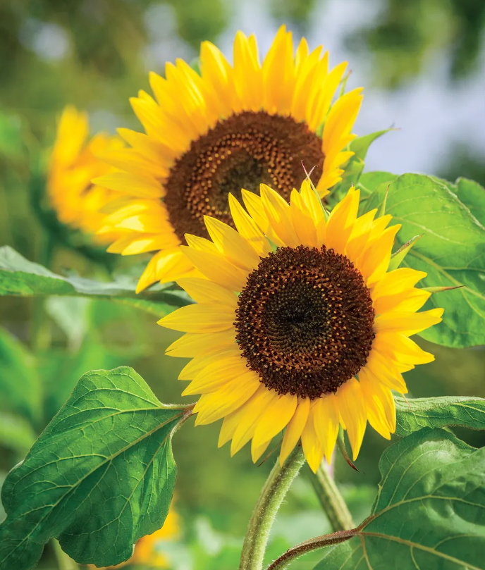 sunflower-busy-bee – Moon Township Public Library