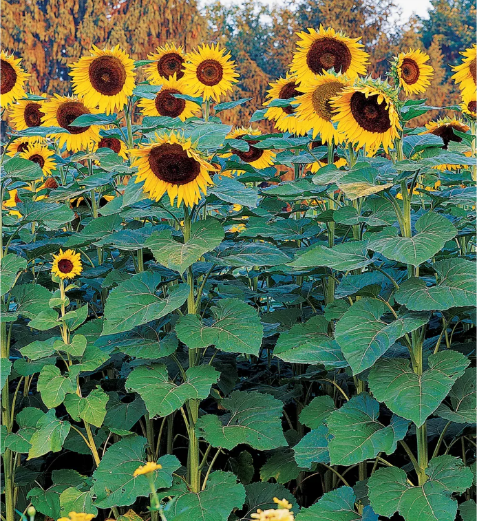 sunflower-sunforest – Moon Township Public Library